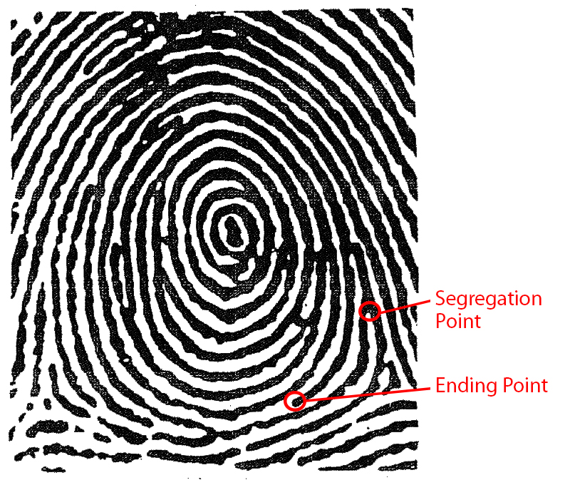 Fundamental of Fingerprint Recognition | Page 3 of 3 | ZKTeco Hong Kong